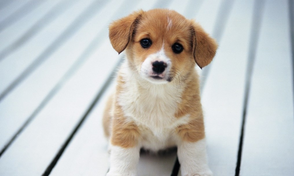 Những chú chó con ở cửa hiệu (Bài đọc hiểu tiếng Việt lớp 4: đề số14 ...